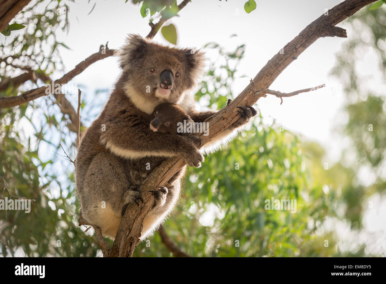 Koala baby hi-res stock photography and images - Alamy
