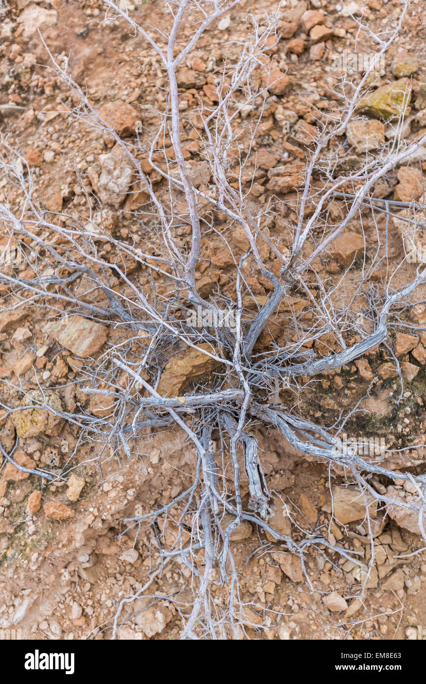 withered plant on the background of stones closeup Stock Photo - Alamy