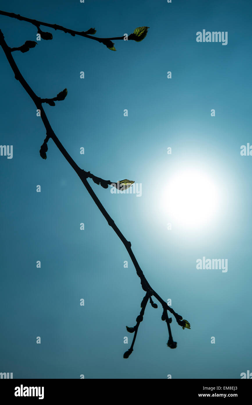 Tree top view isolated hi-res stock photography and images - Alamy