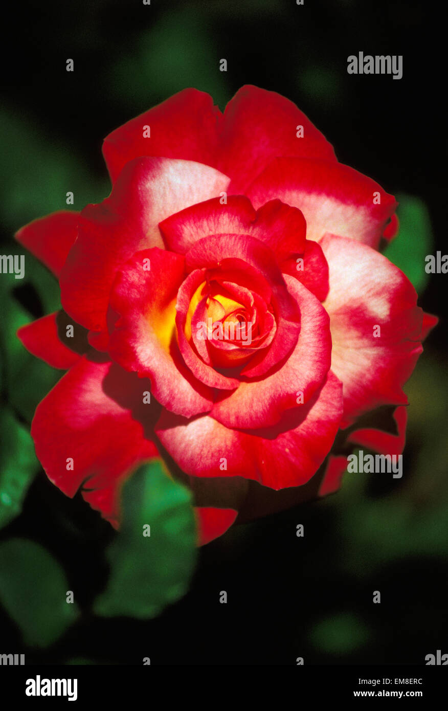 Close-Up Of A Single Perfect Red Rose, Opened, Dark Background Stock ...