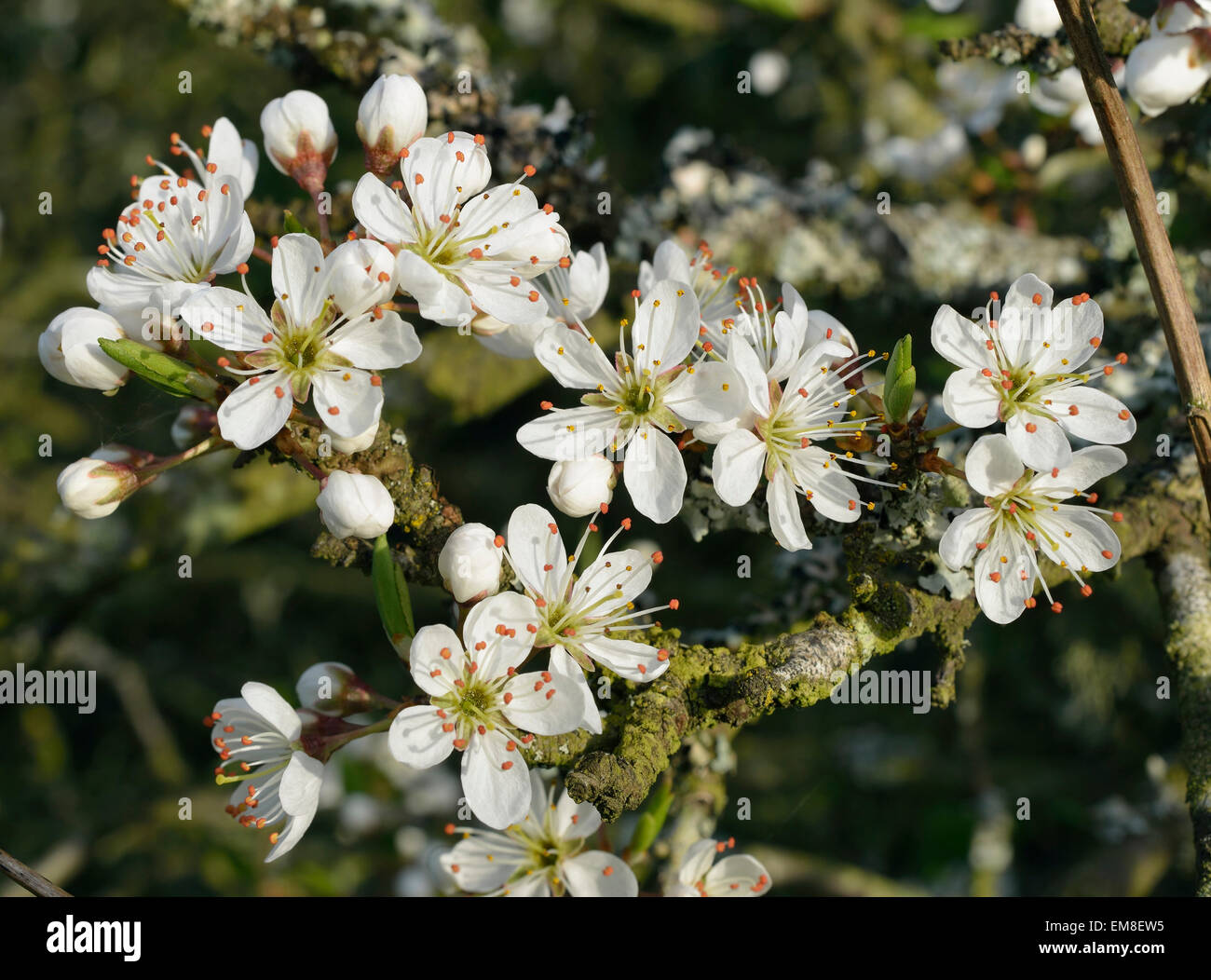 Sloe blossom hi-res stock photography and images - Alamy