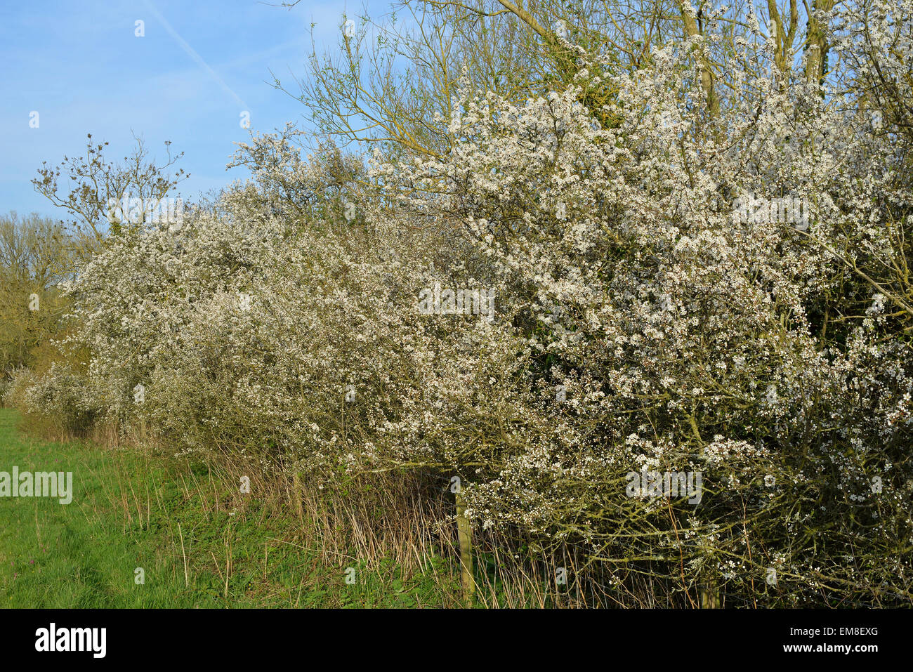 Sloe hedge hi-res stock photography and images - Alamy