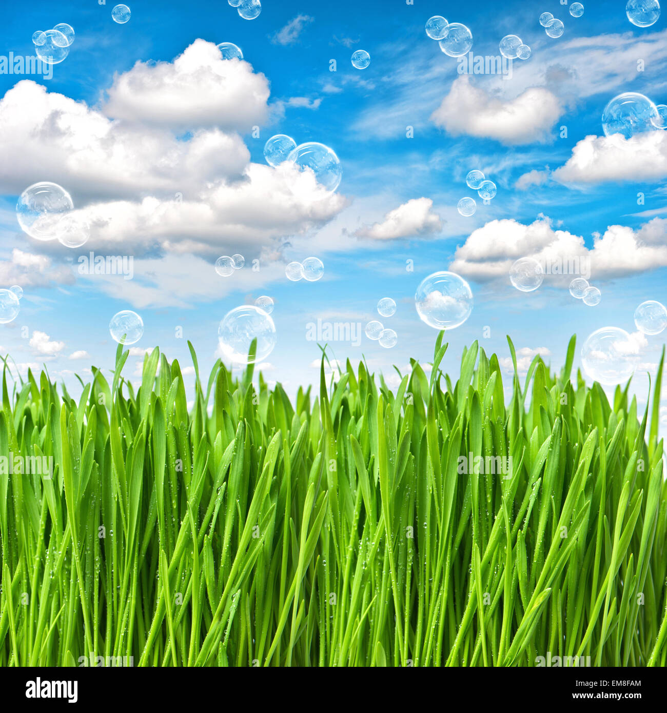 Fresh green spring grass with water drops over beautiful blue sky with ...