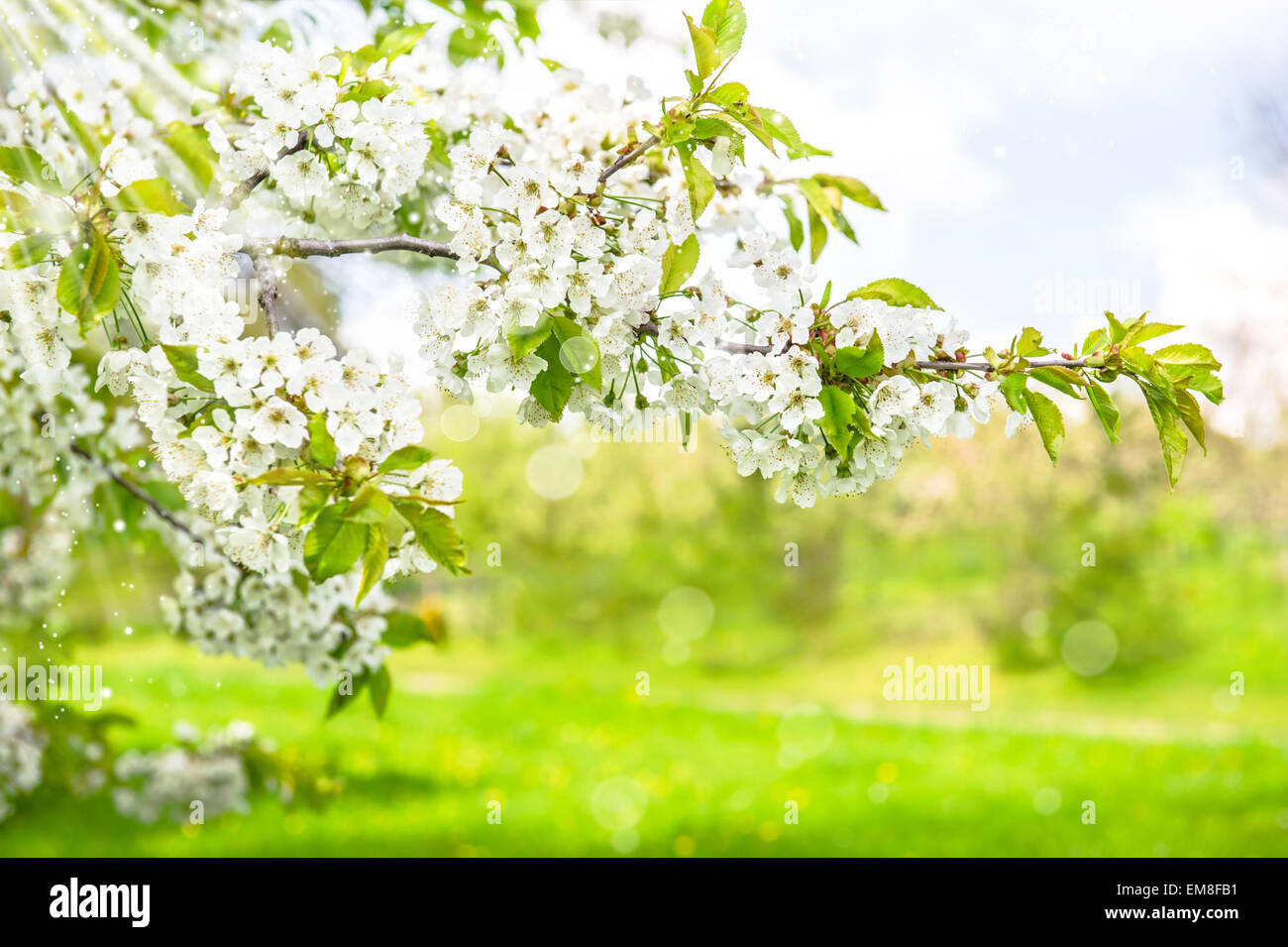Spring blossoming trees closeup hi-res stock photography and images - Alamy