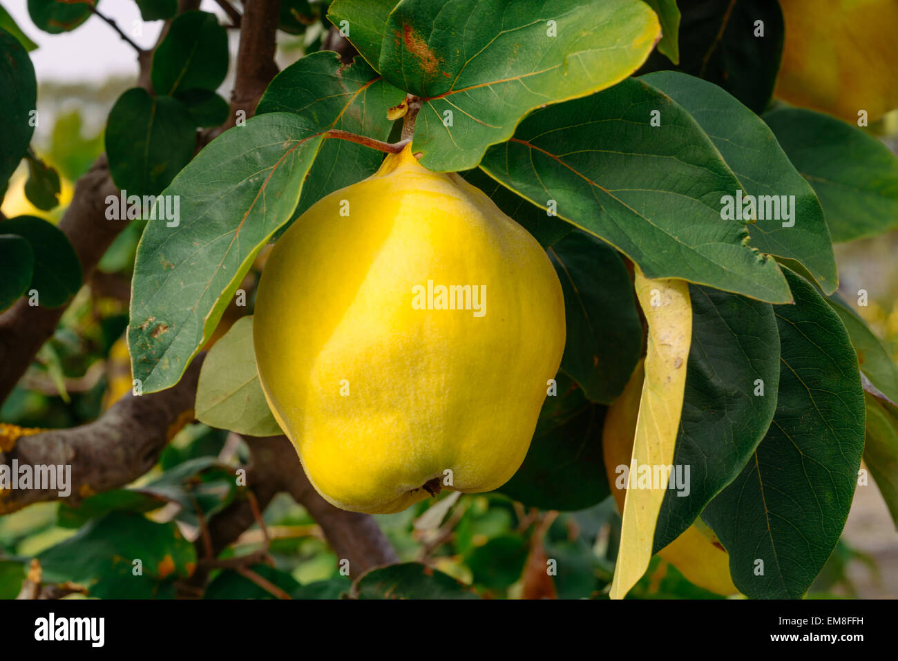Group ripe yellow quince hi-res stock photography and images - Alamy