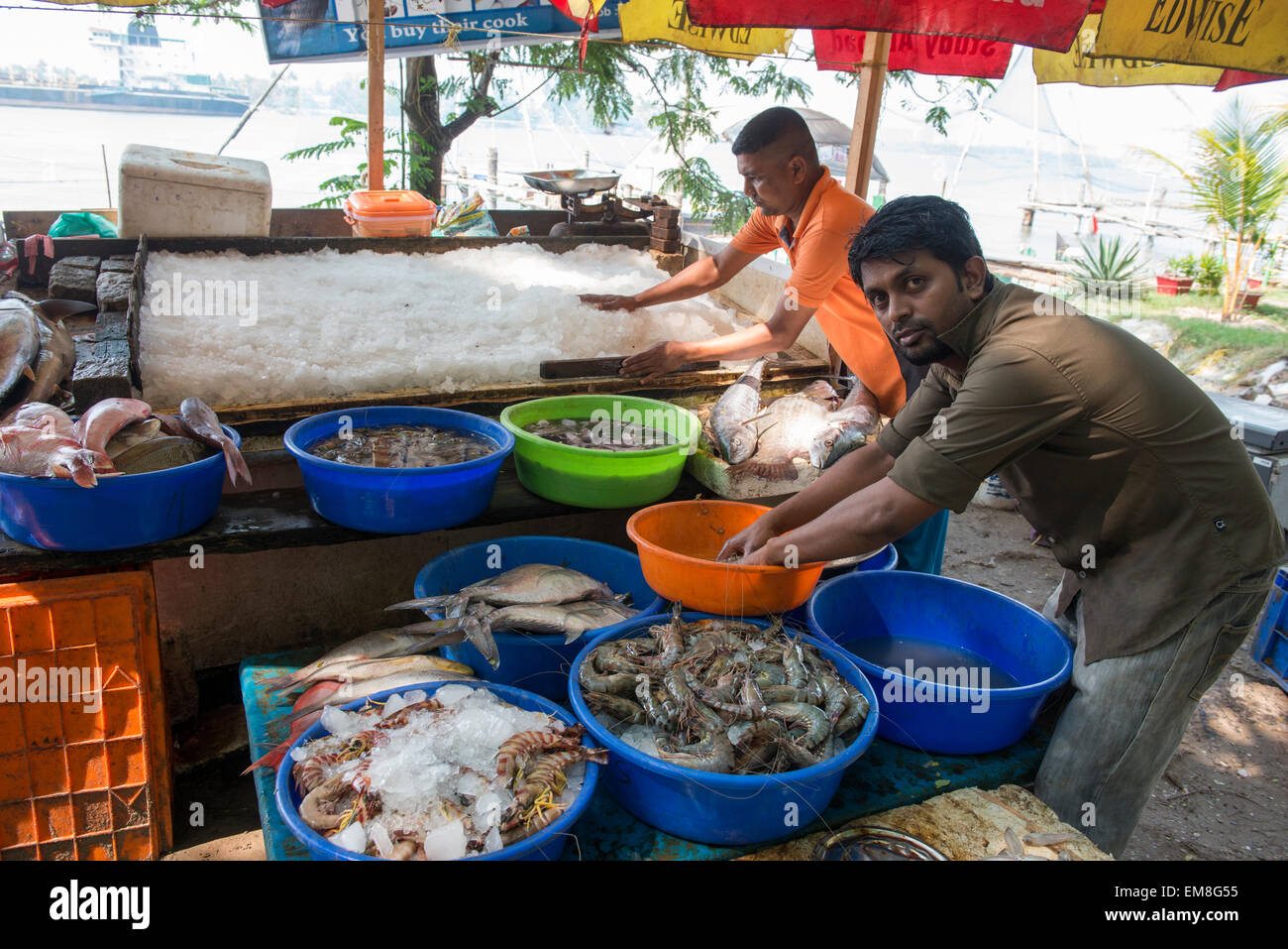 Fresh fish on display for sale in Fort Kochi, Kerala India Stock Photo ...