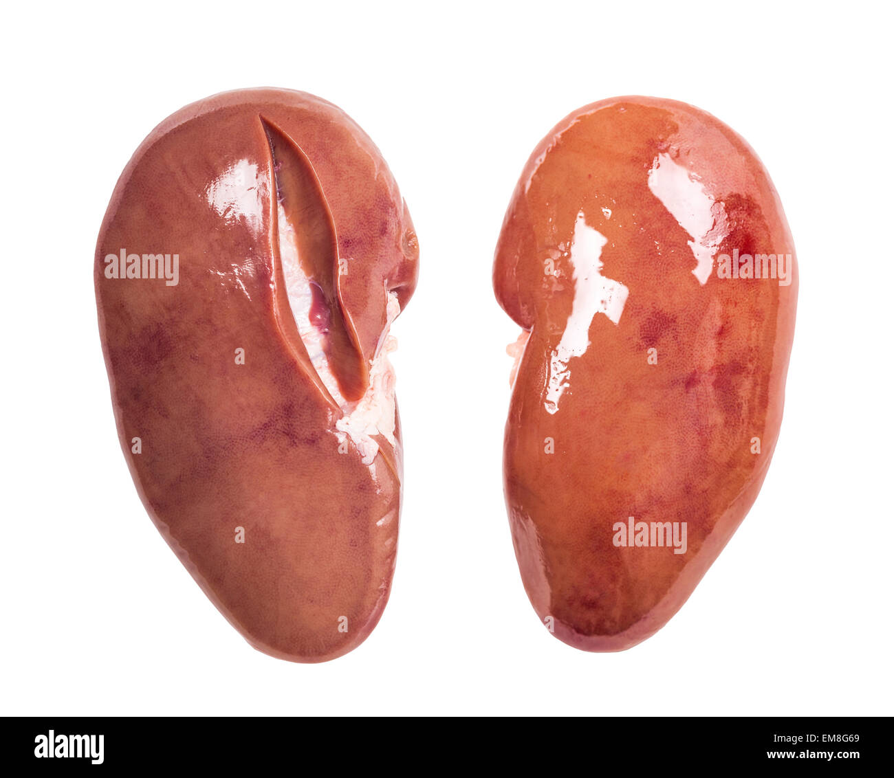 Pig kidney anatomy hi-res stock photography and images - Alamy