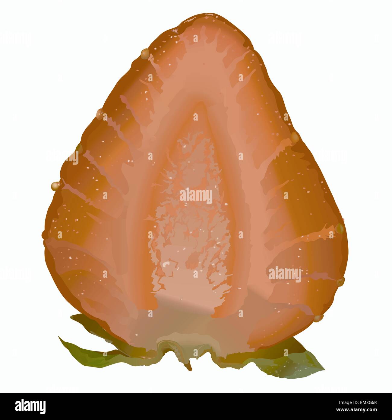Halved close up Stock Vector Images - Alamy