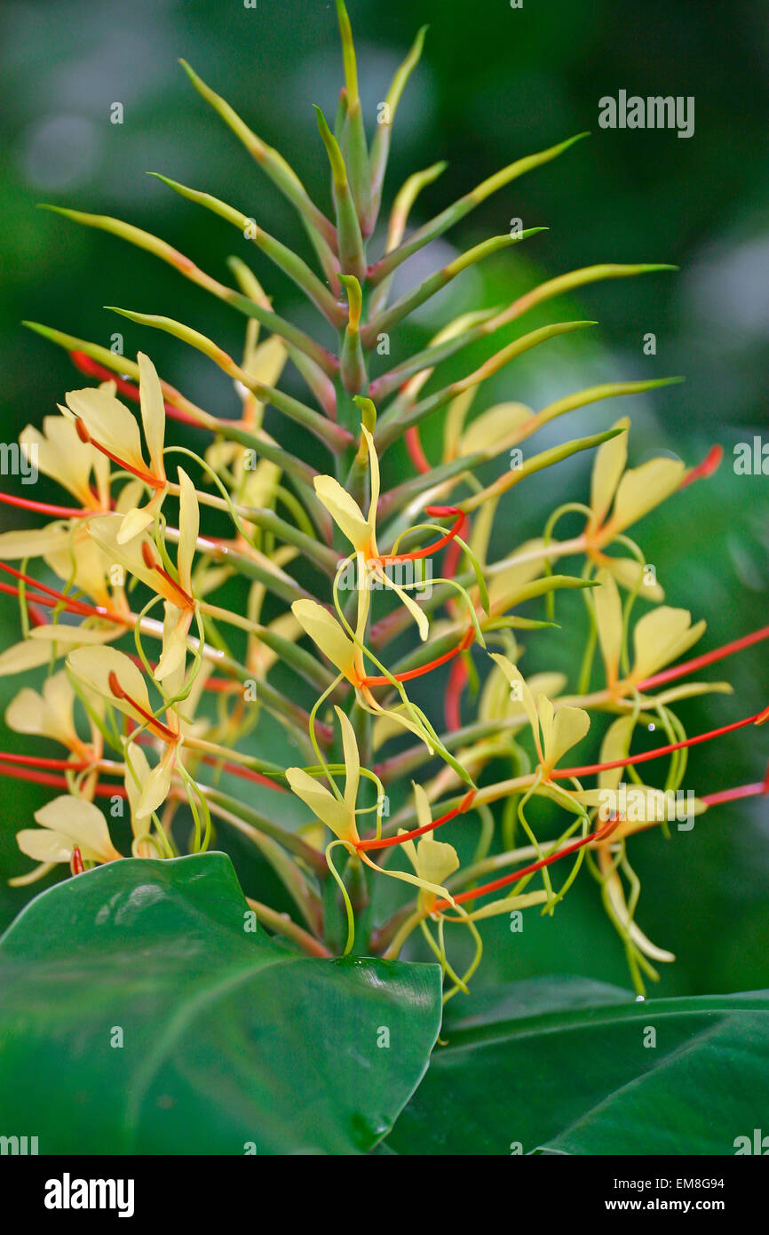 Kahili tree hi-res stock photography and images - Alamy