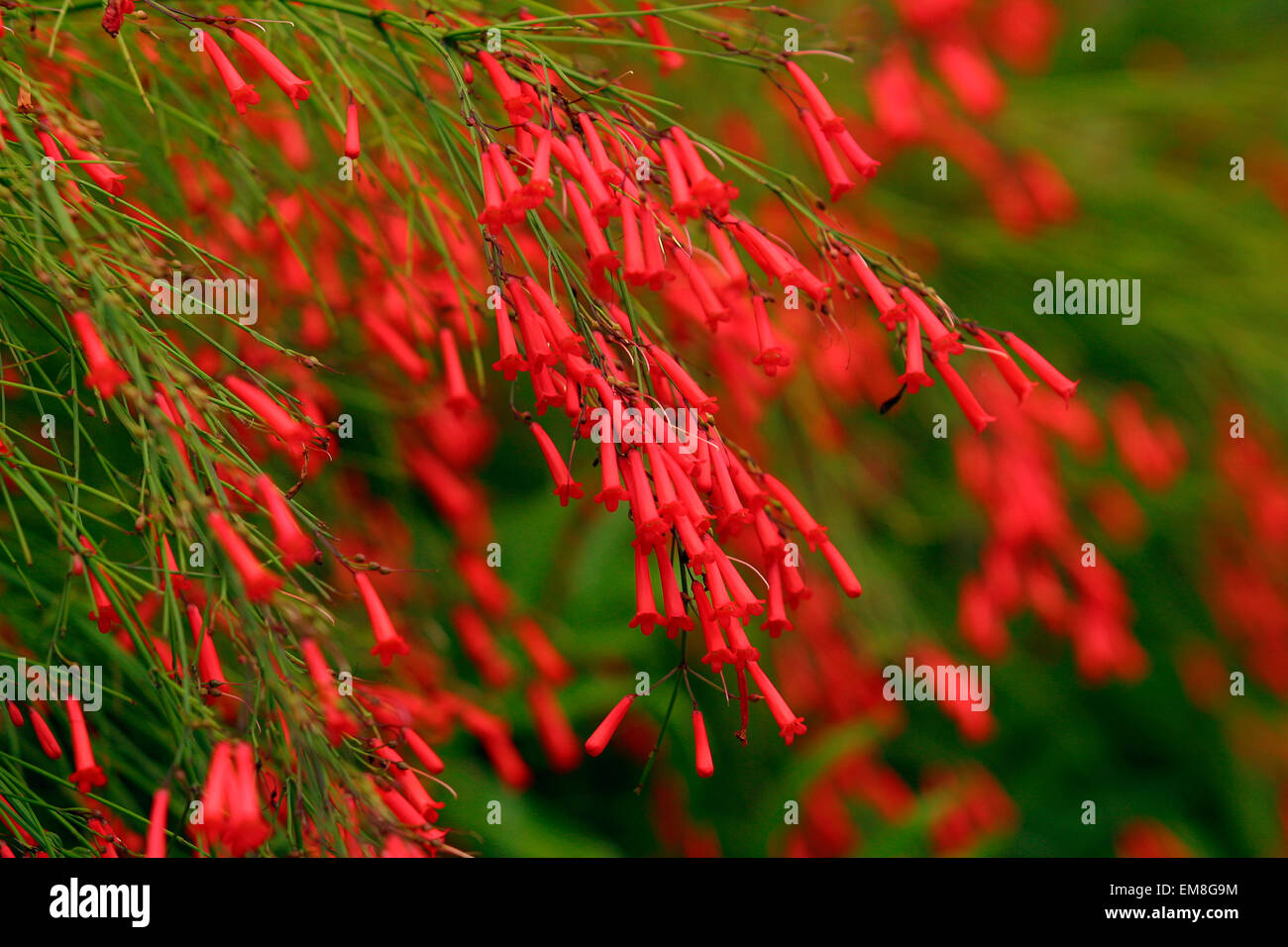 Russelia Equisetiformis Firecracker Plant Stock Photo - Alamy