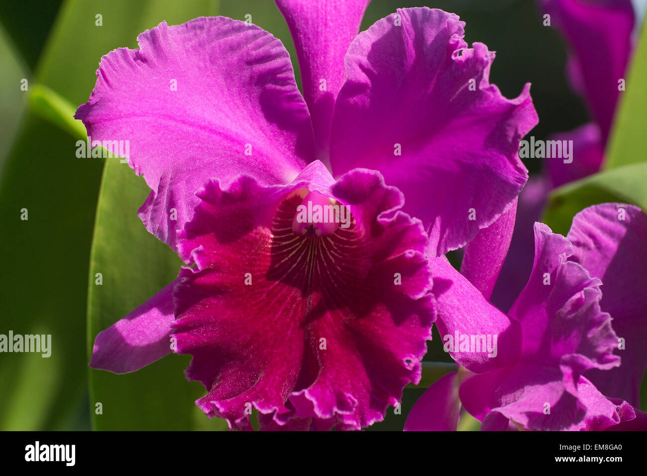 Hawaii, Catalaya Orchids Stock Photo - Alamy