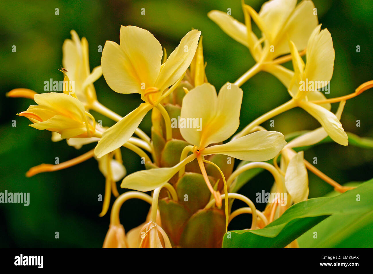 Yellow Ginger Zingiber Zerumbet Stock Photo - Alamy