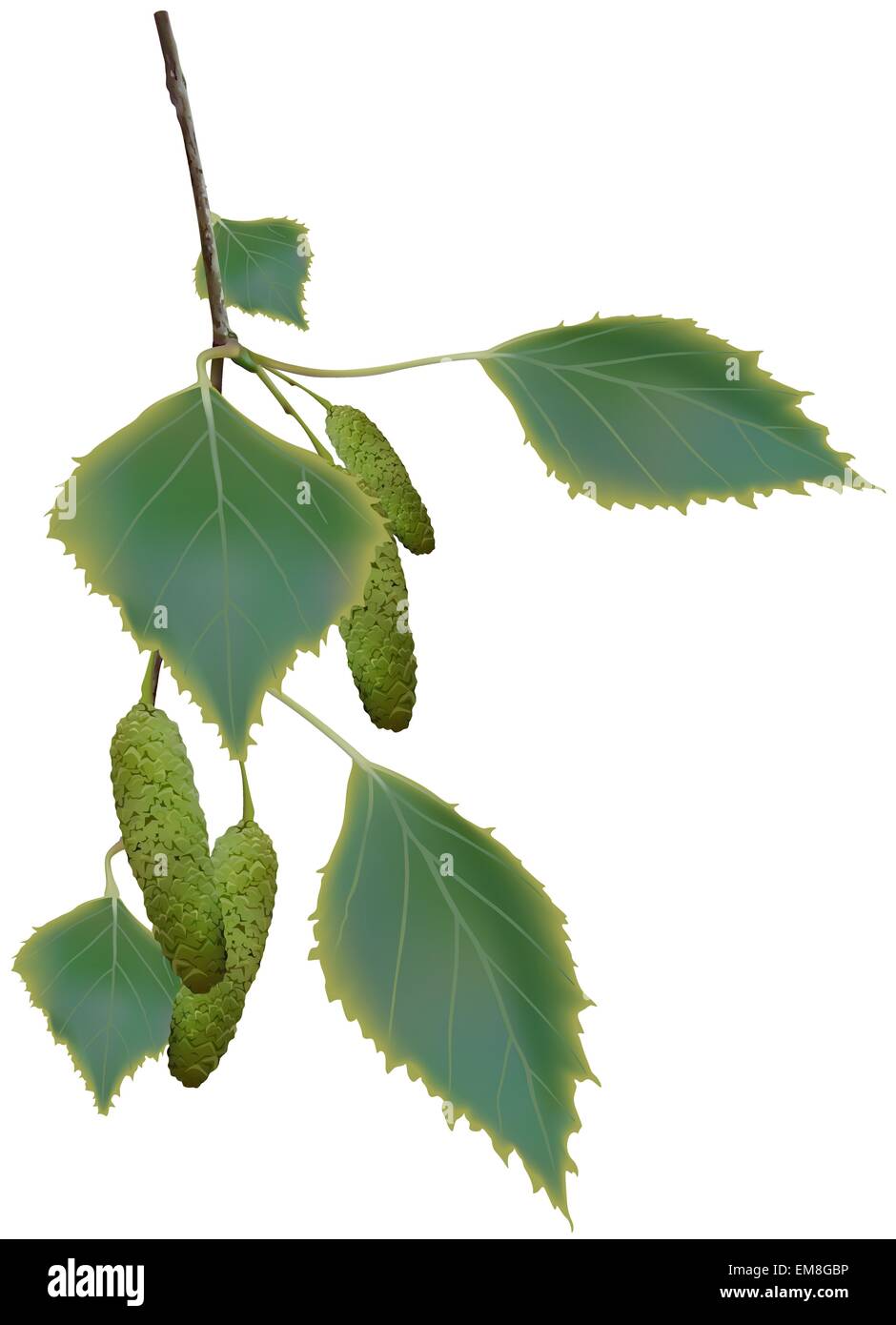 Birch wood, cut Stock Vector Images - Alamy