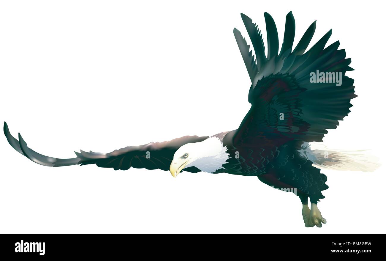 Flying Bald Eagle Stock Vector Image & Art - Alamy