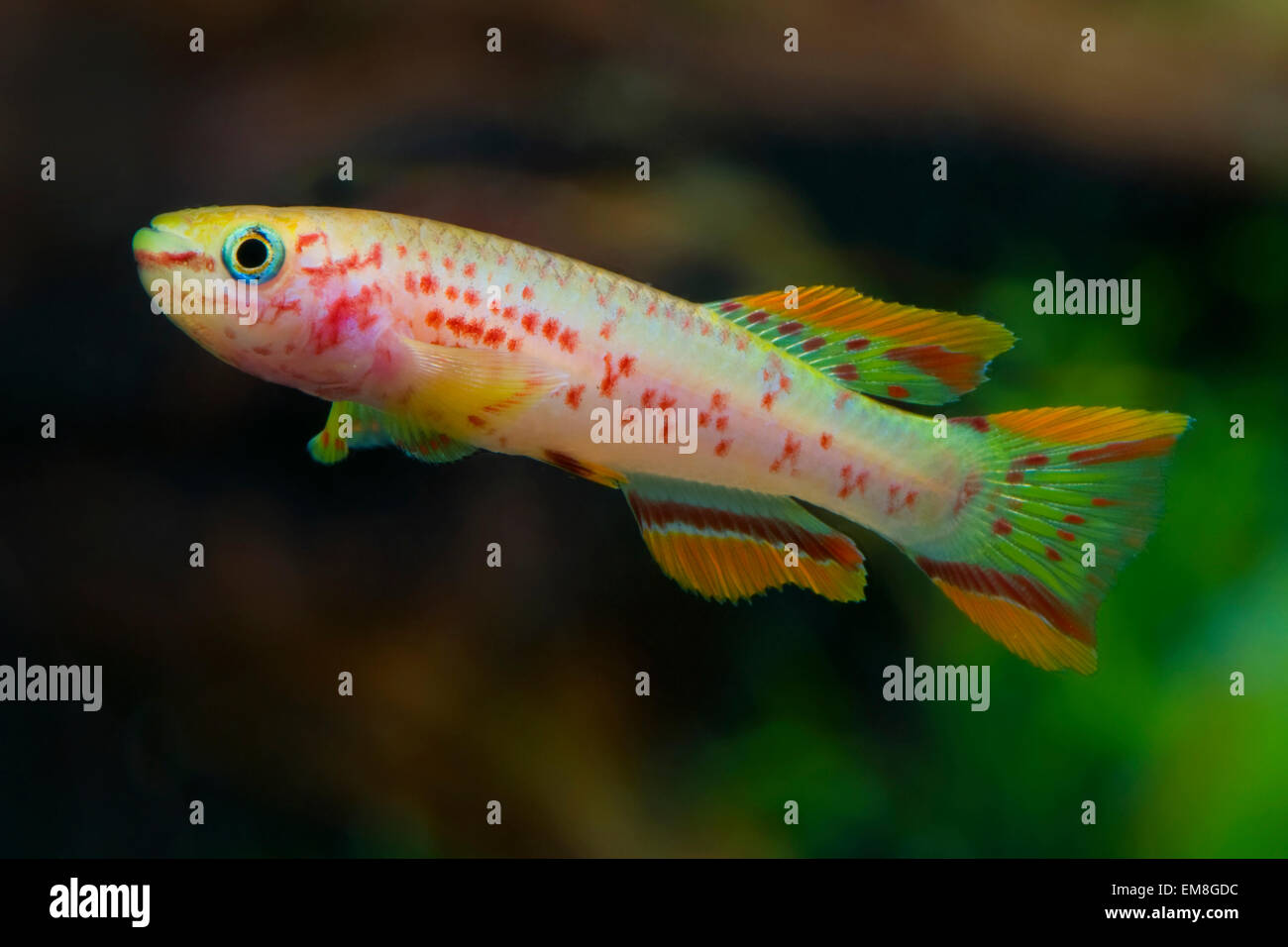 Fundulopanchax gardneri gold hi-res stock photography and images - Alamy