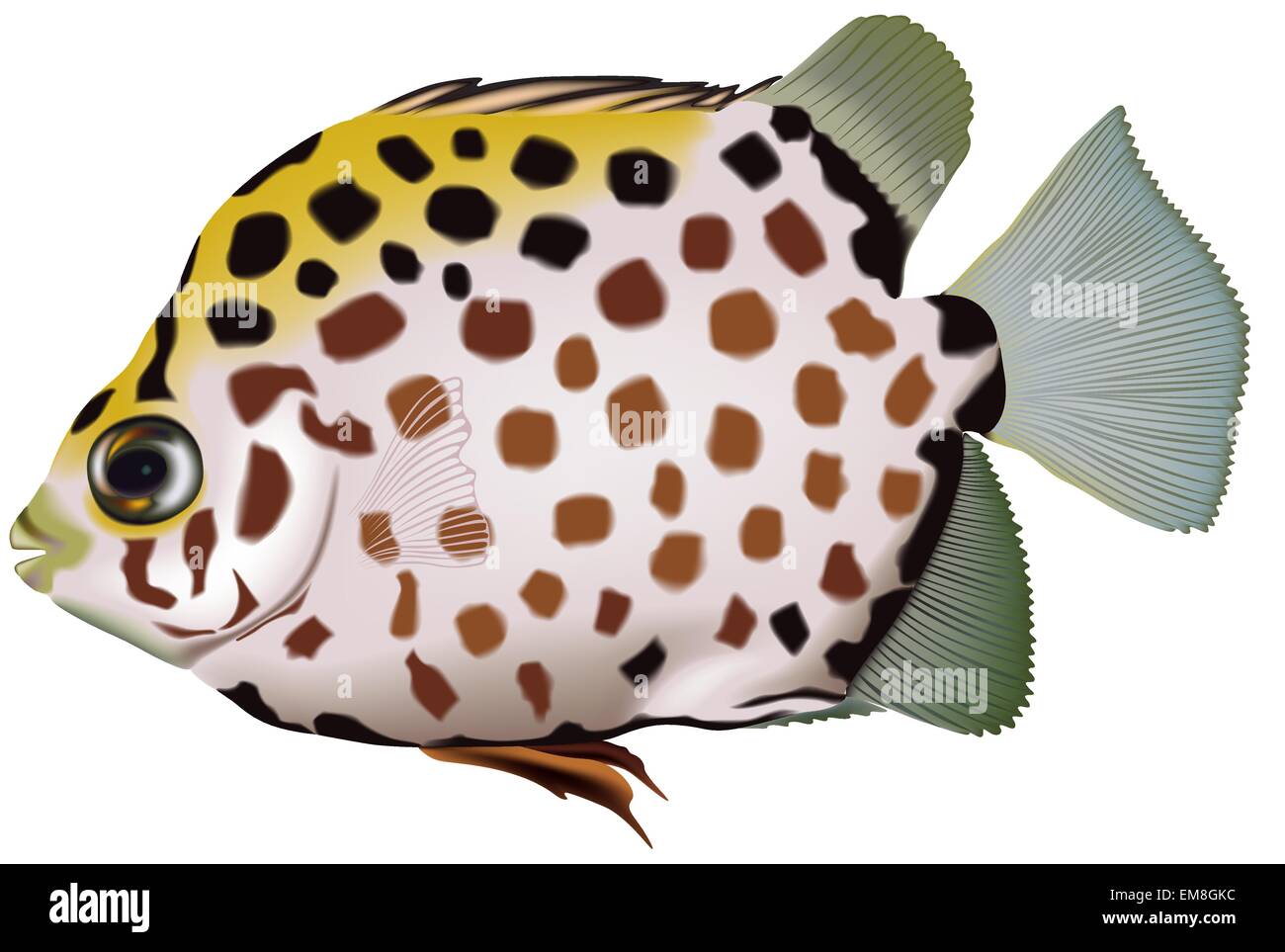 Scat illustration Stock Vector Images - Alamy