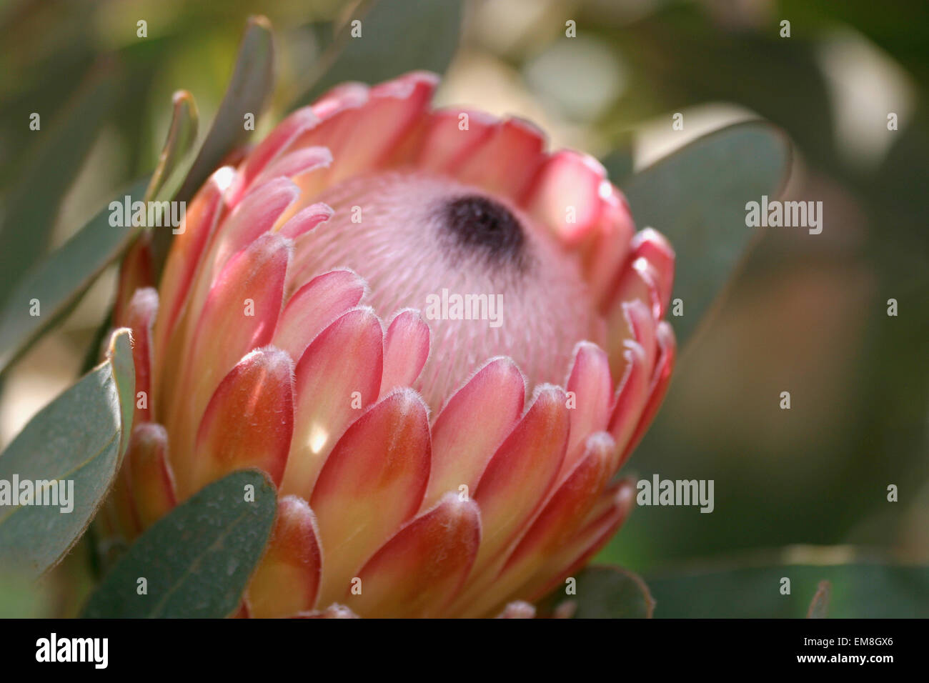 Hawaii, Maui, Kula, Susara Proteas At The Kula Vista Protea Farm Stock ...
