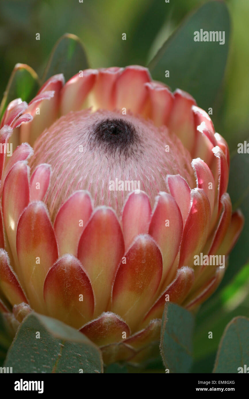 Hawaii, Maui, Kula, Susara Proteas At The Kula Vista Protea Farm Stock ...