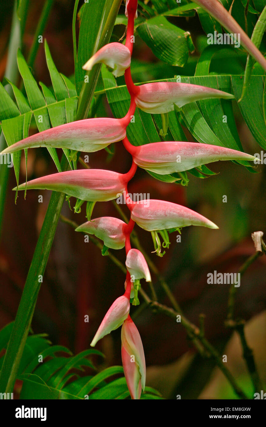 Heliconia Species Pink Heliconia Stock Photo - Alamy