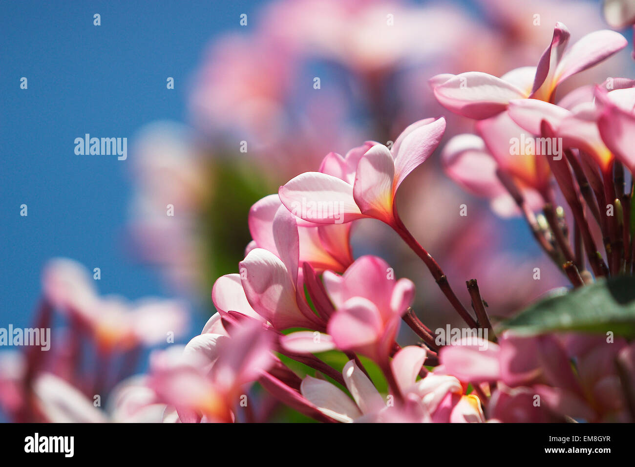 Hawaiian plumerias hi-res stock photography and images - Alamy