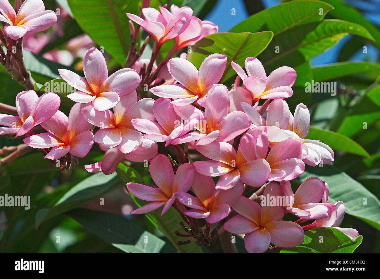 Hawaii, Maui, Pink Plumerias Stock Photo - Alamy