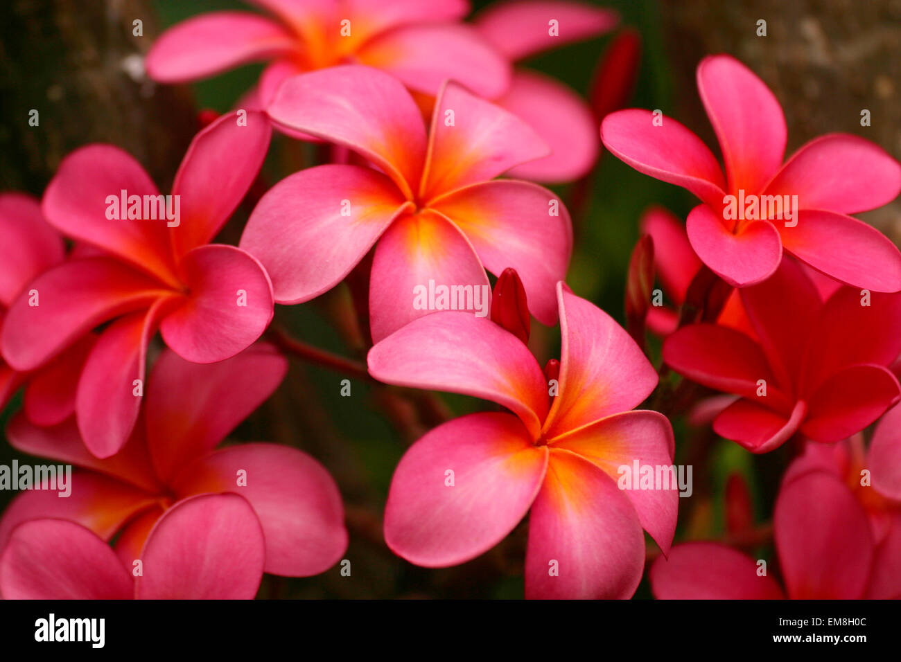 Hawaiian plumerias hi-res stock photography and images - Alamy