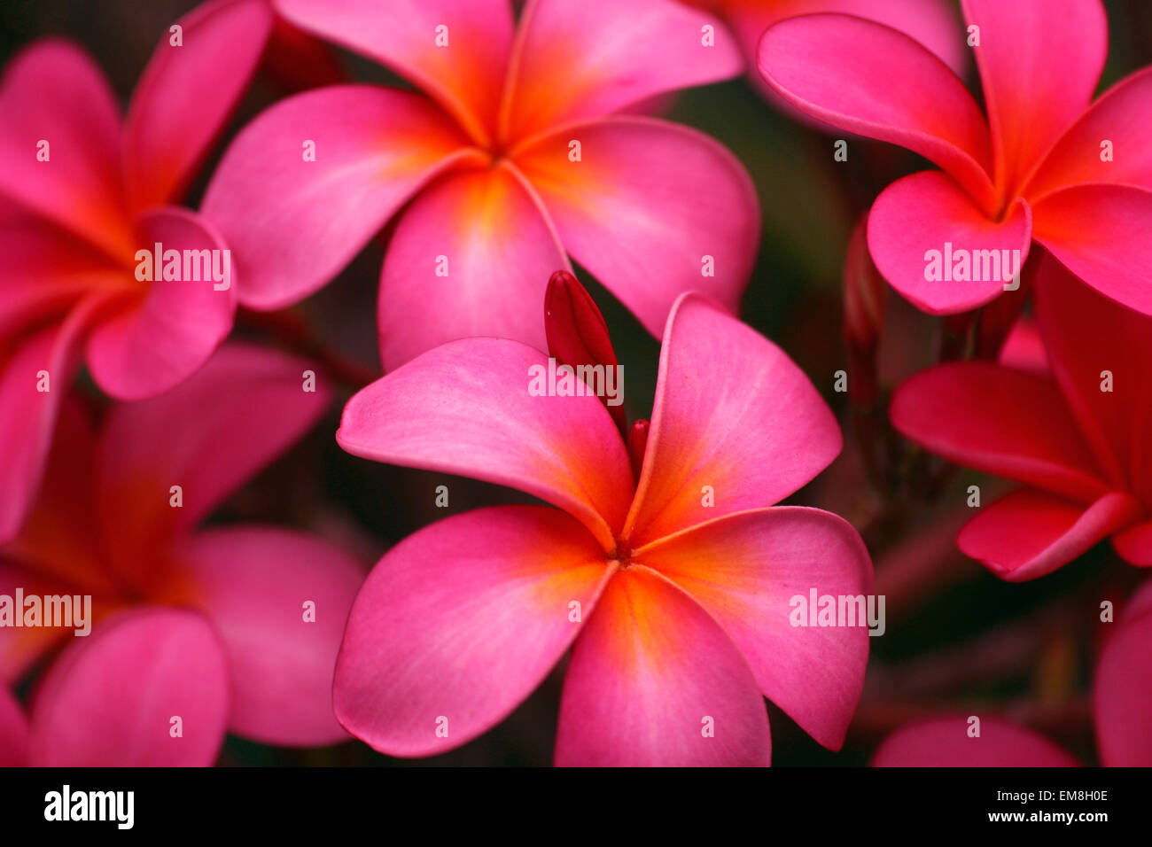 Hawaiian plumerias hi-res stock photography and images - Alamy