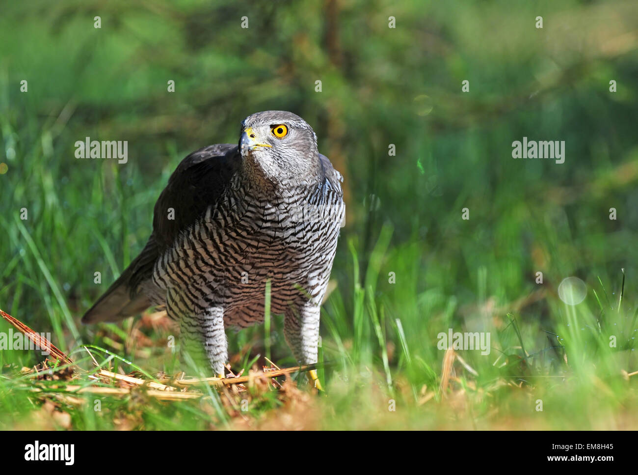 Goshawk raptor hi-res stock photography and images - Alamy