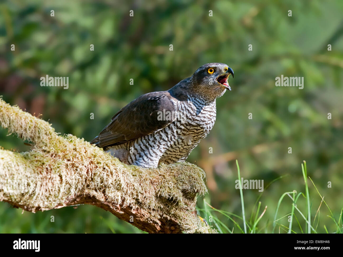 Goshawk raptor hi-res stock photography and images - Alamy