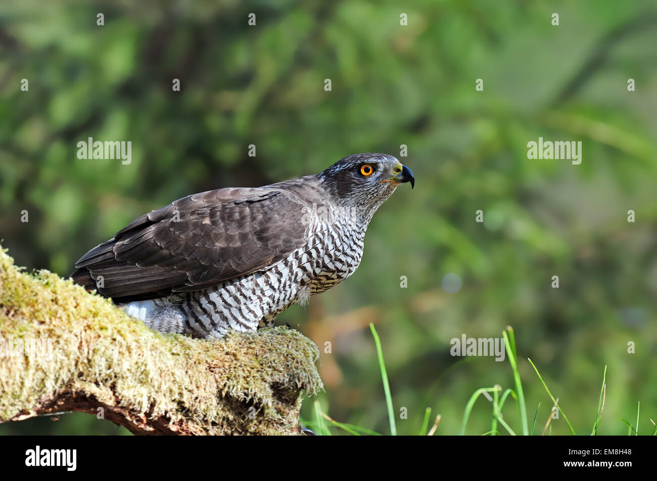 Raptor hawk hi-res stock photography and images - Alamy