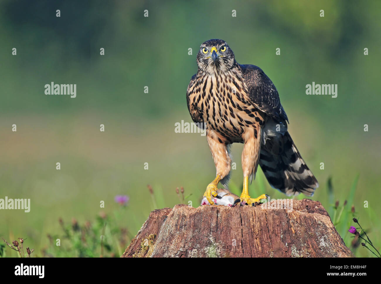 Juvenile northern goshawk with a mouse Stock Photo - Alamy