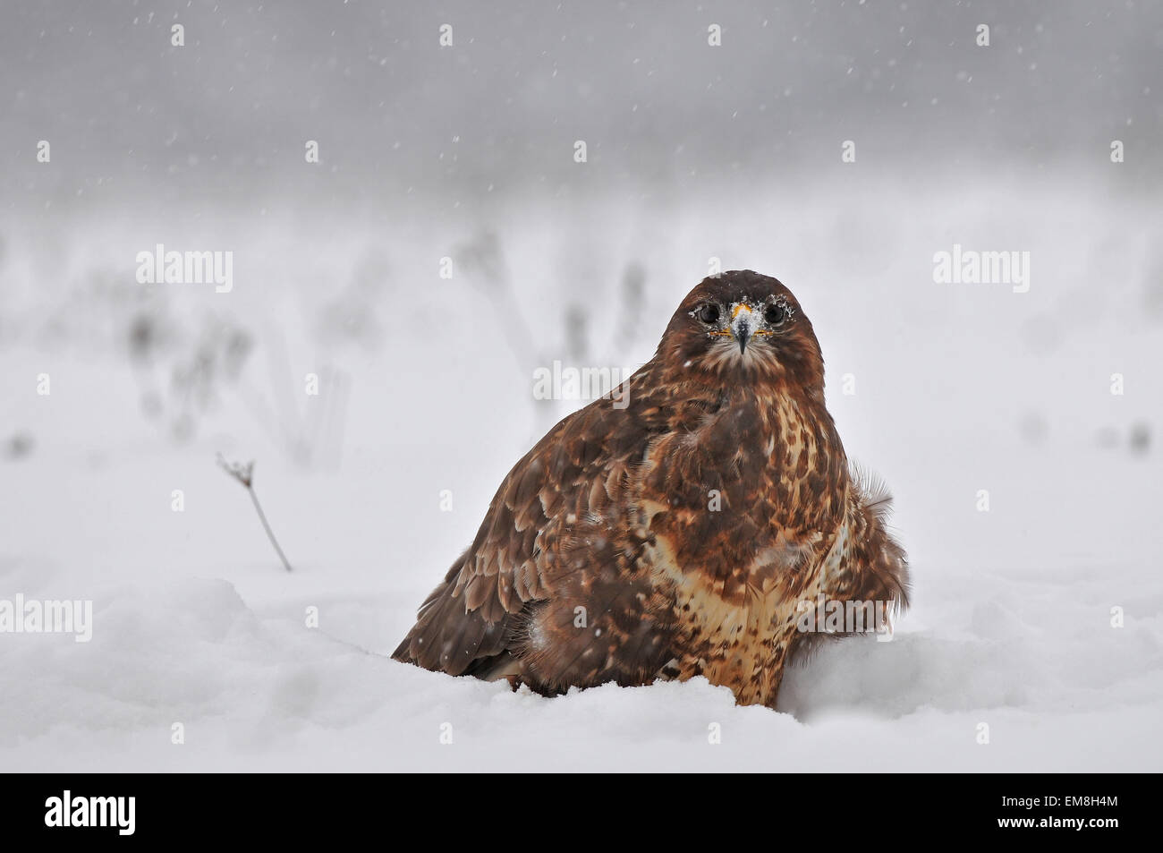 Buzzard falcon hi-res stock photography and images - Alamy