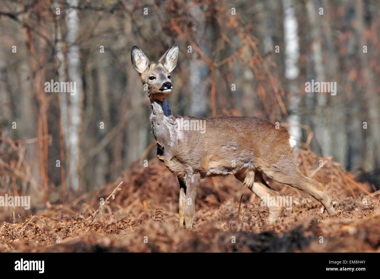 Deer hi-res stock photography and images - Alamy