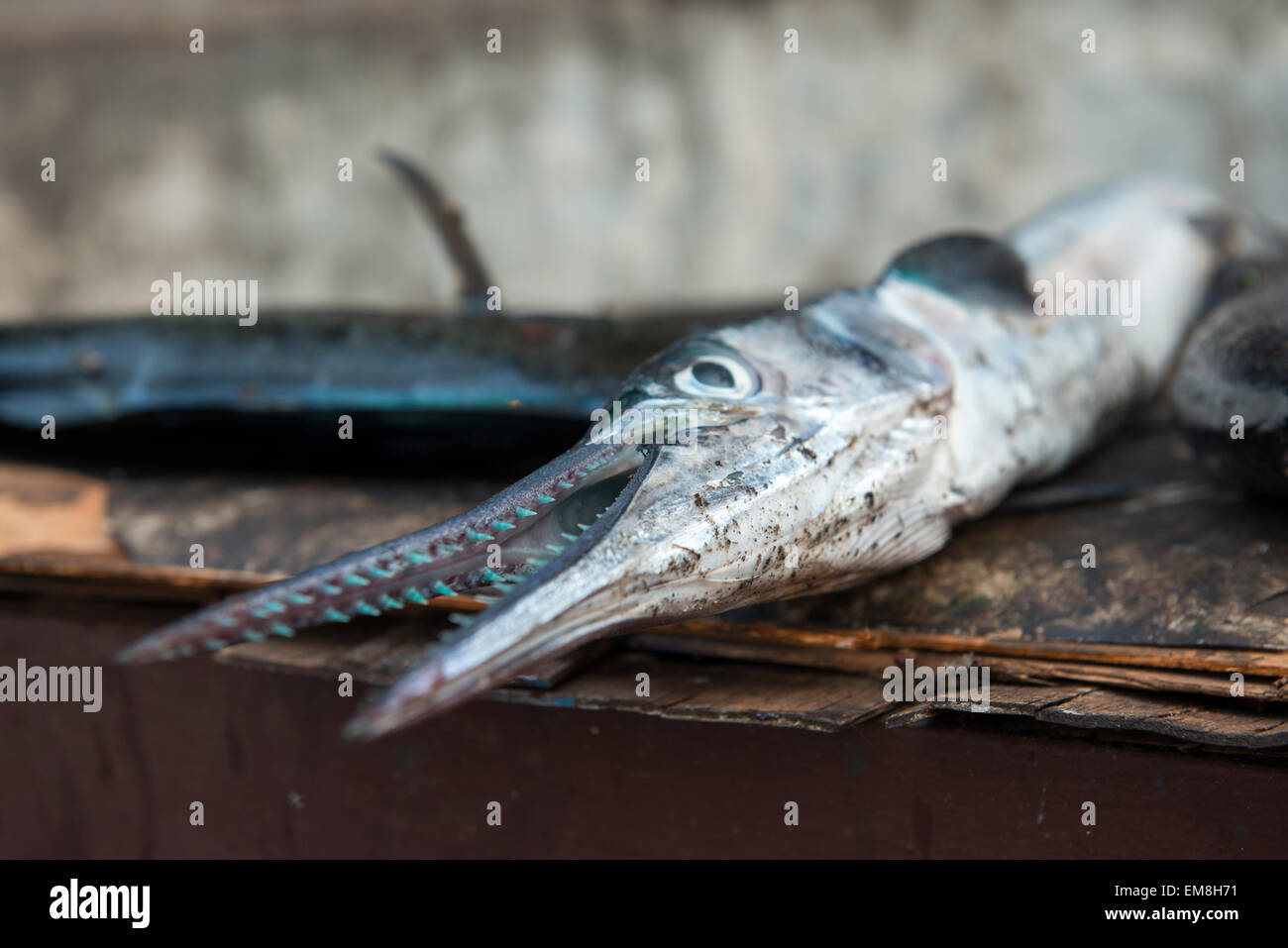 Fresh fish ready to be sold in the harbour at Fort Kochi, Kerala India ...