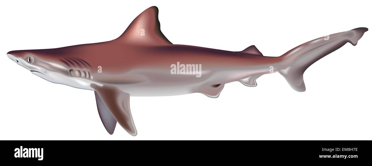 Red shark Stock Vector Images - Alamy