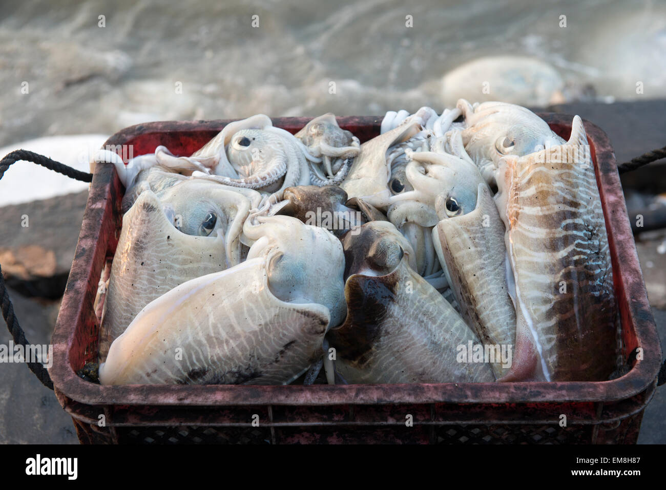 Close up of fresh fish and squid ready to be sold in the harbour at ...