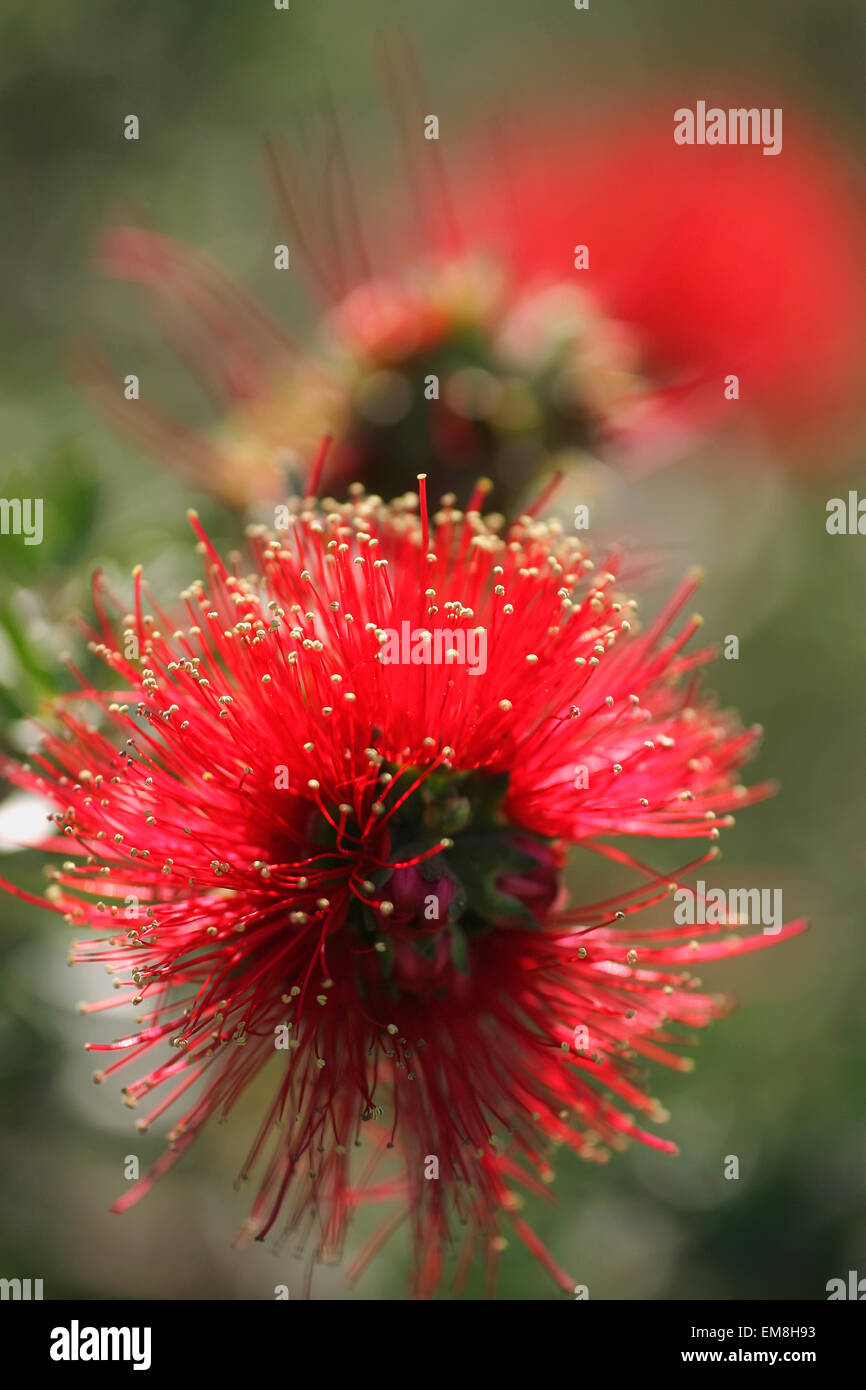 Calliandra inaequilatera hi-res stock photography and images - Alamy