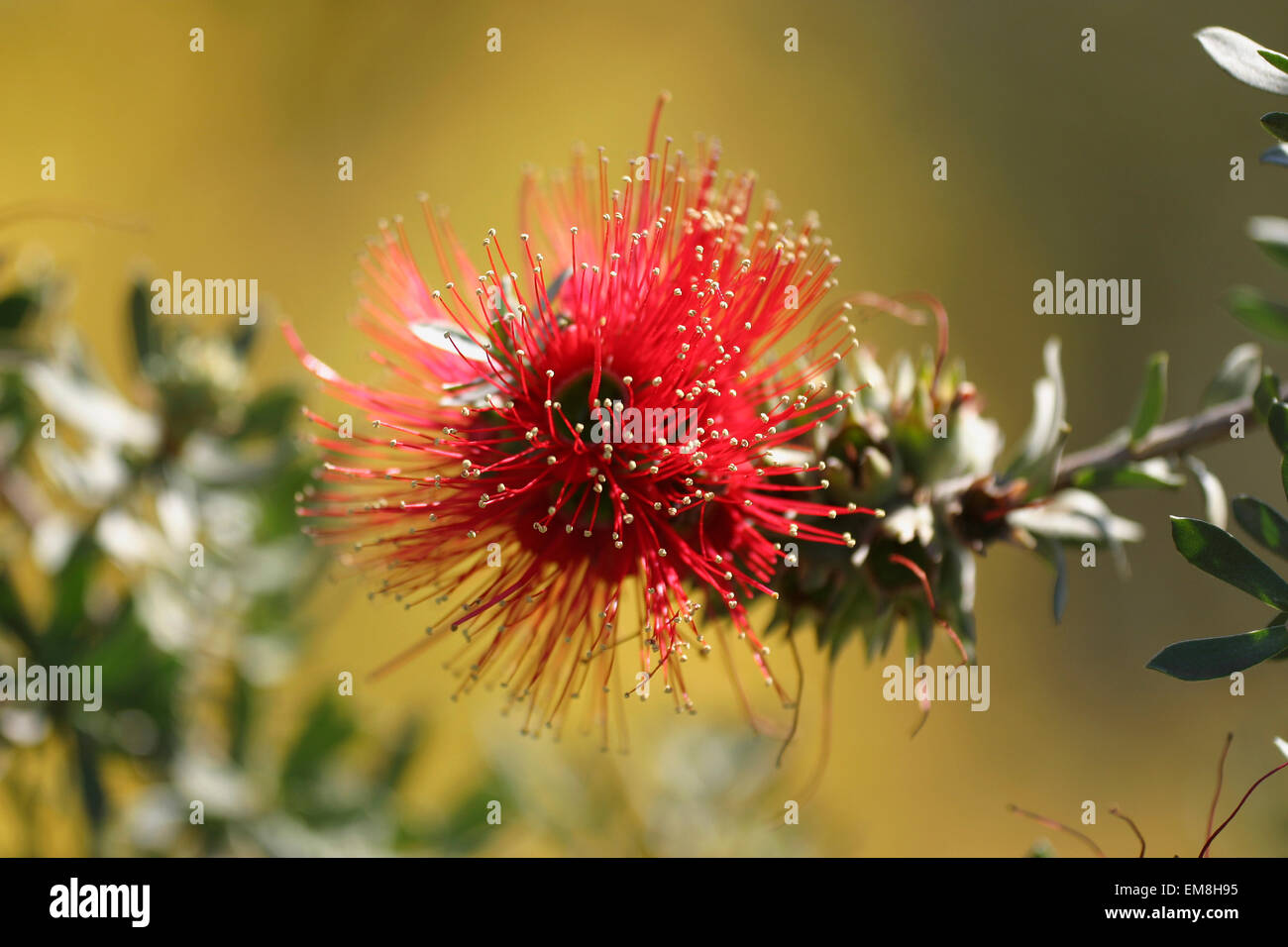 Lehua Haole (Calliandra Inaequilatera Stock Photo - Alamy