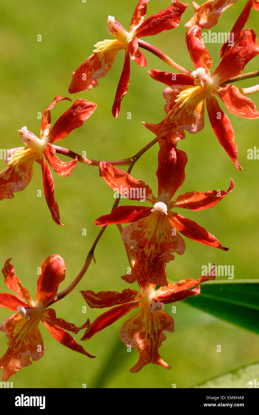 Close-Up Of Bright Orange Orchids Stock Photo - Alamy