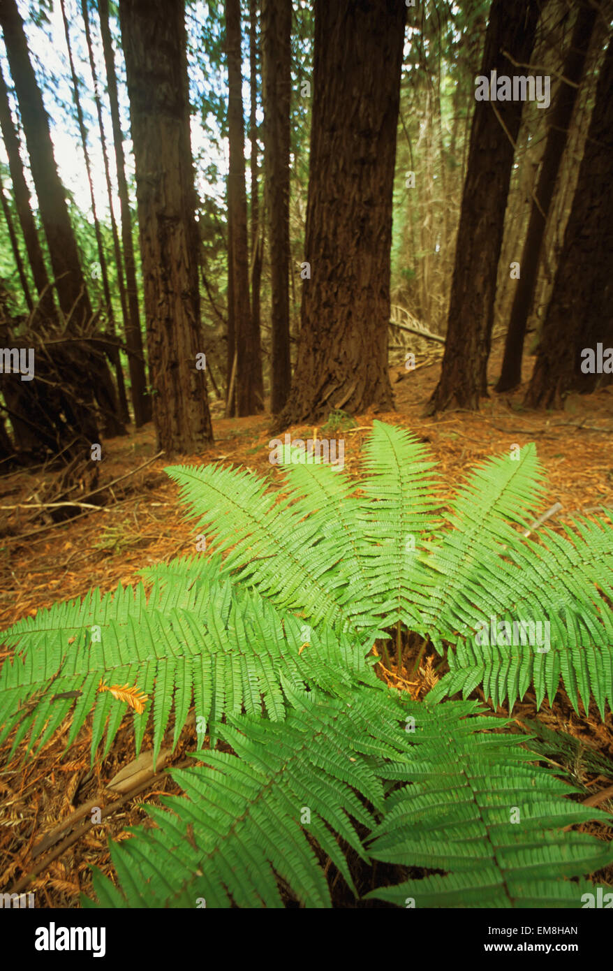 Hawaii, Maui, Poli Poli State Park, Fern Plant In A Forest Stock Photo ...