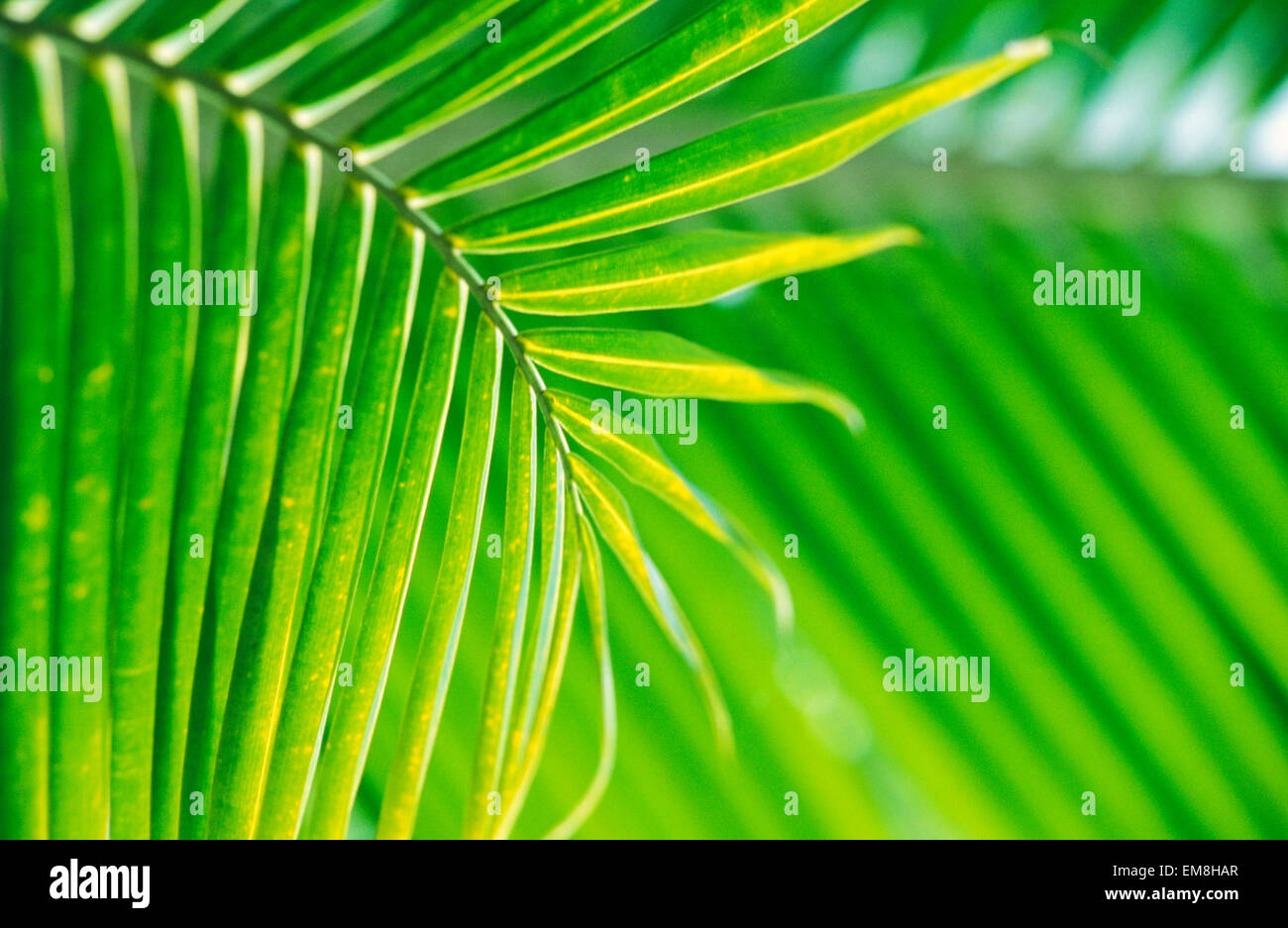 Thailand, Nong Bua Lumphu, Close-Up Of Palm Leaves Stock Photo - Alamy