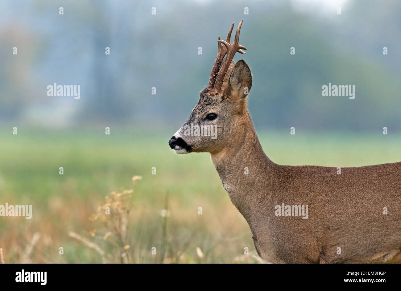 Close up photo of roe deer Stock Photo - Alamy