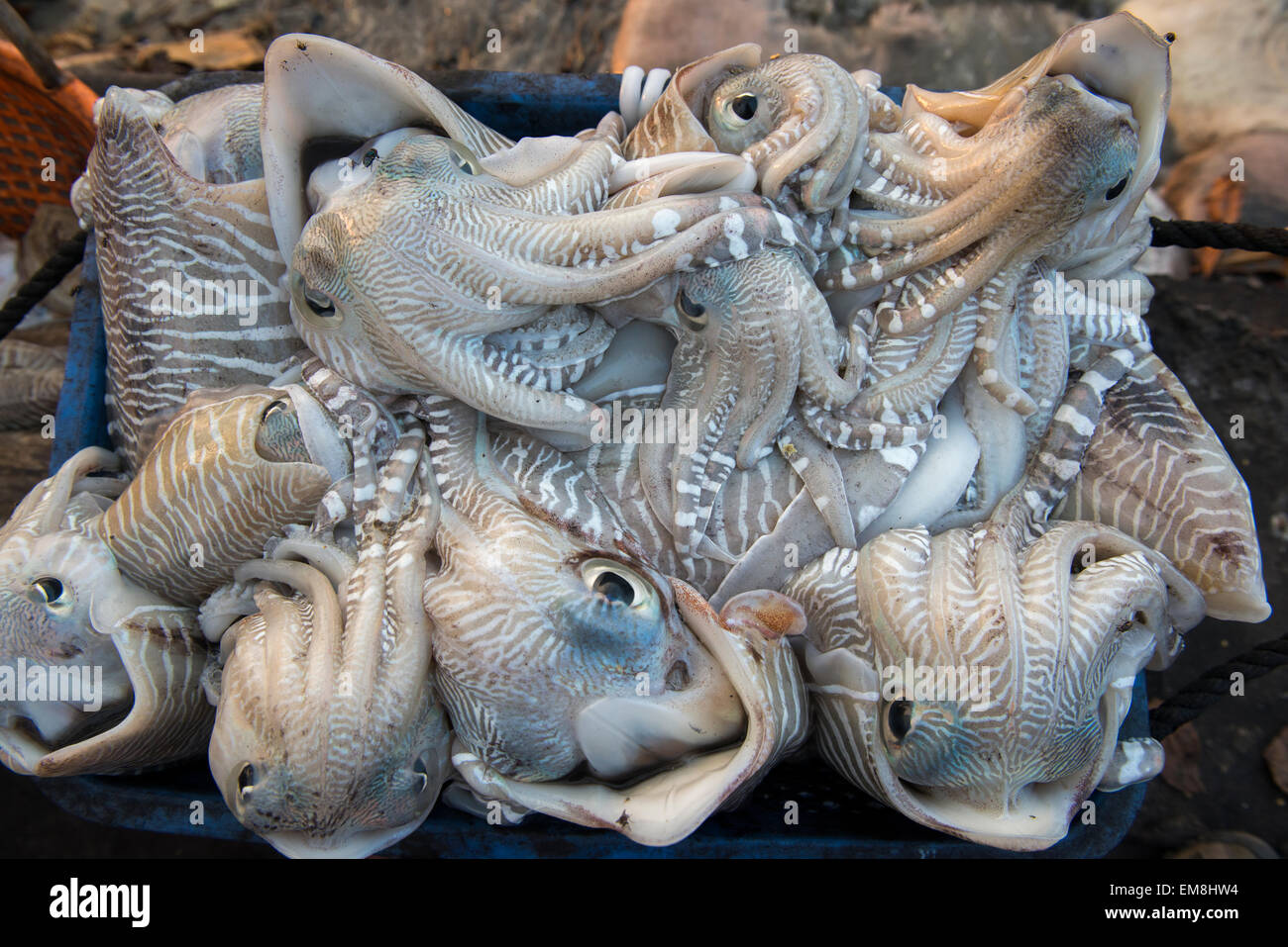 Close up of fresh fish and squid ready to be sold in the harbour at ...
