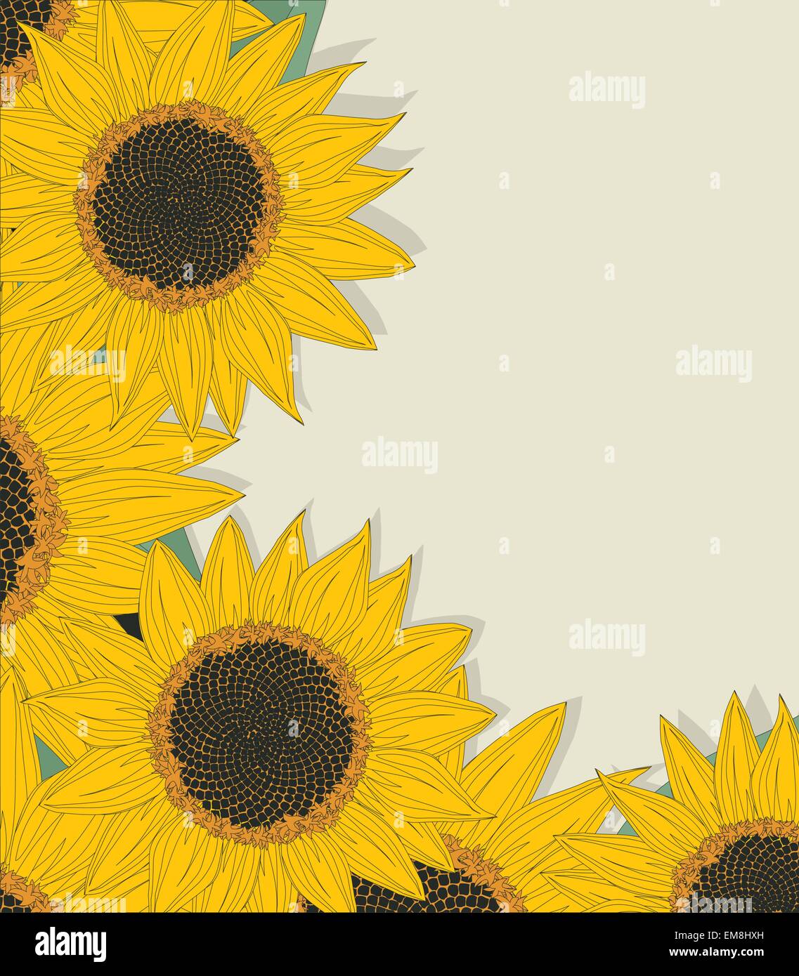 Beautiful blooming sunflowers Stock Vector Images - Alamy