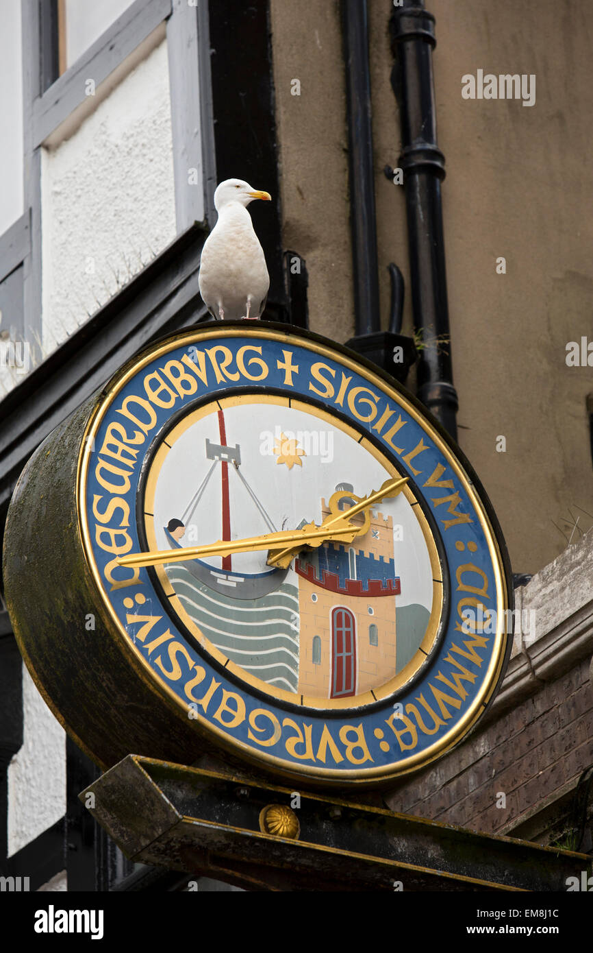 UK, England, Yorkshire, Scarborough, town centre, seagull on coat of ...
