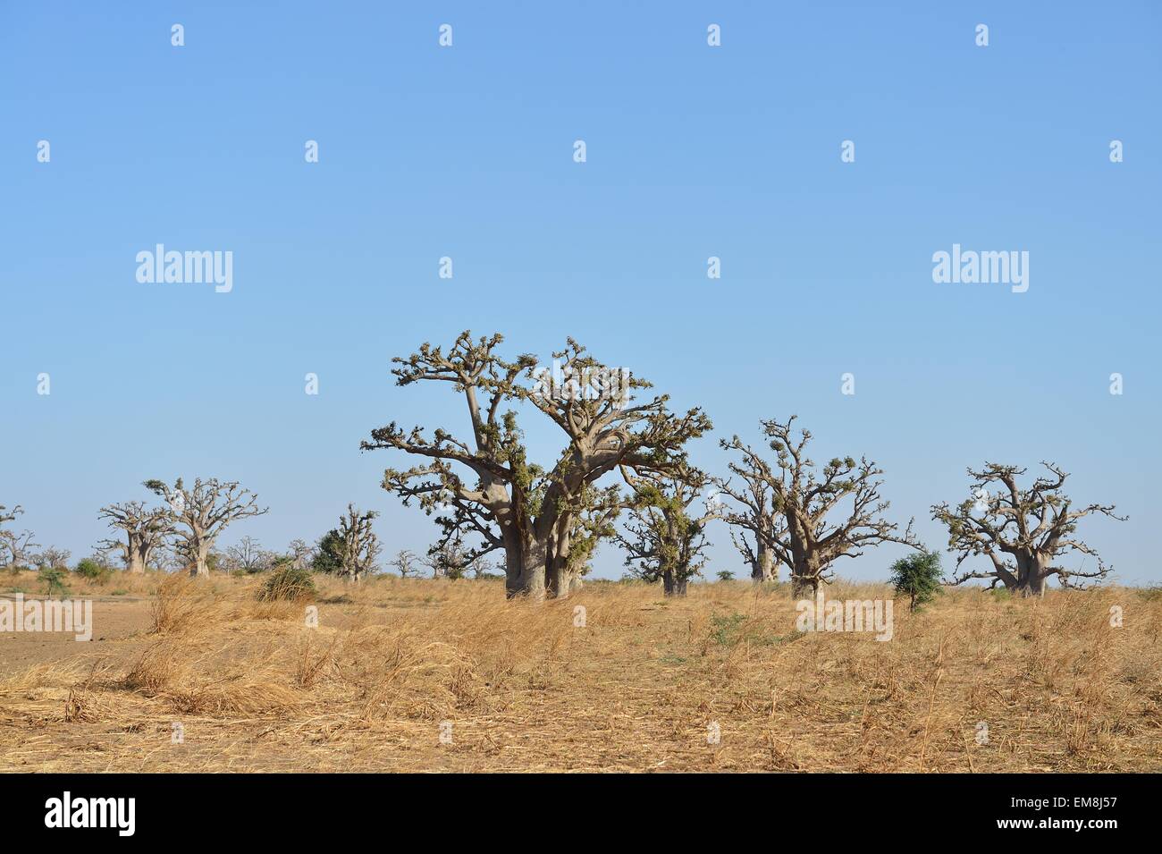 Baobab - Dead-rat tree - Monkey-bread tree - Upside-down tree ...