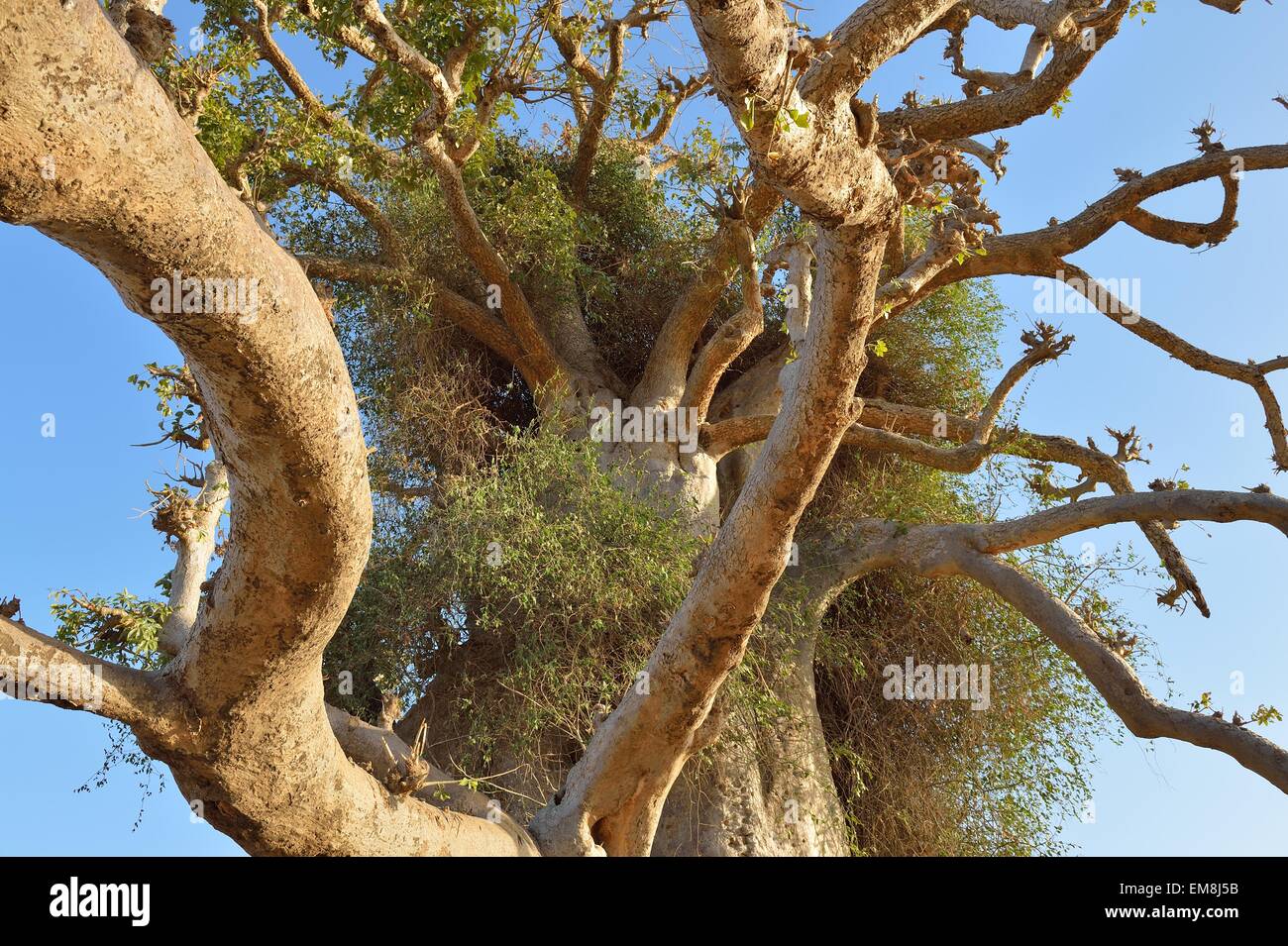 Baobab - Dead-rat tree - Monkey-bread tree - Upside-down tree ...