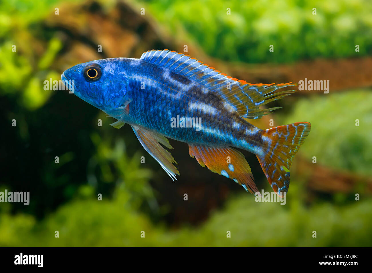 Mouthbrooder Southern