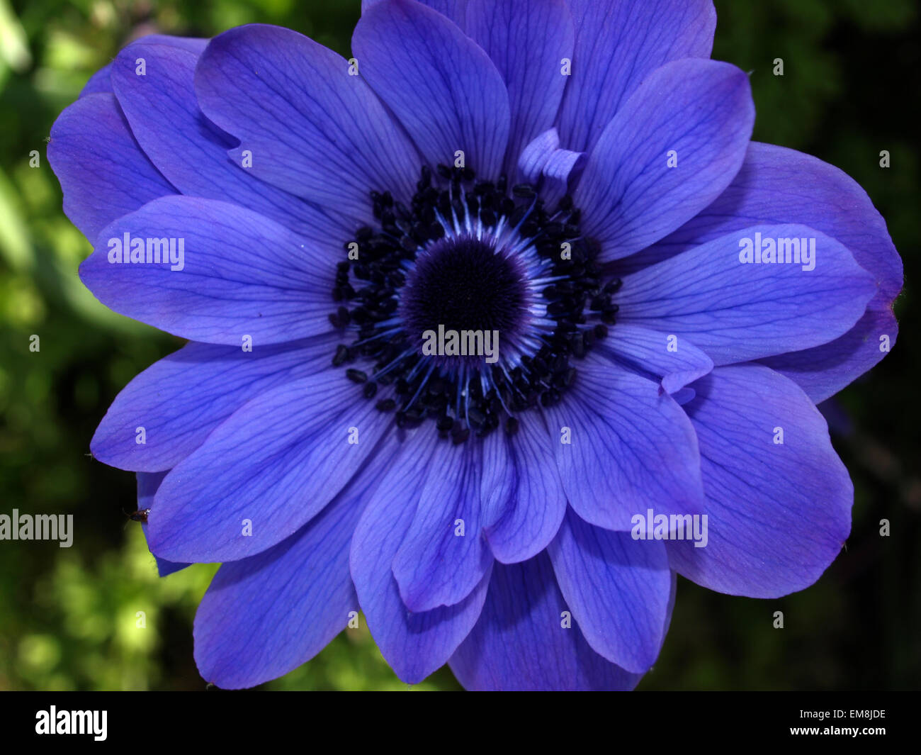 Blue and purple flower hi-res stock photography and images - Alamy