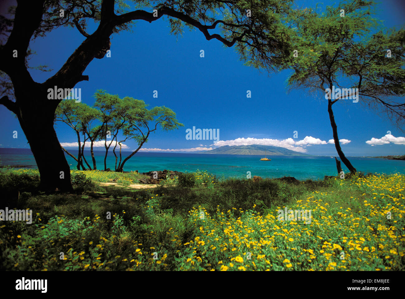 Hawaii, Maui, Makena, View Of Turquoise Ocean Through Flowers And Trees ...